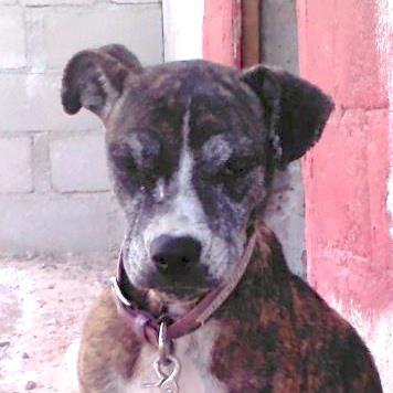 Globe Dater: Baja Dogs Go North and Baja Dog Rescue